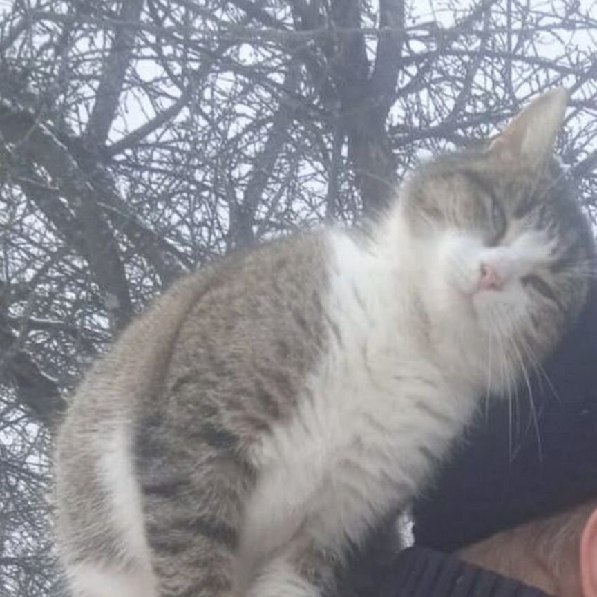 Кошка в добрые руки
