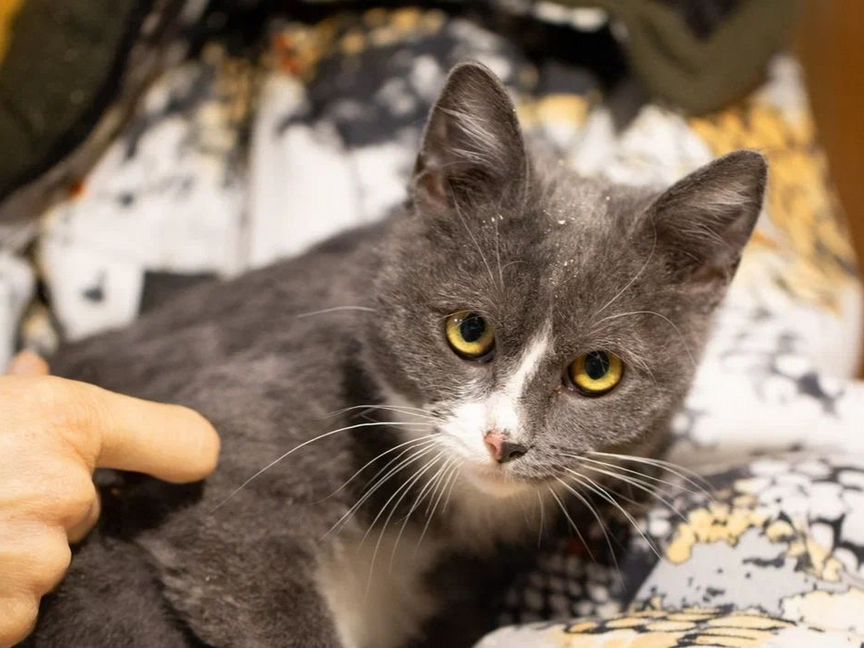 Котенок Холли 3 мес. в поисках дома