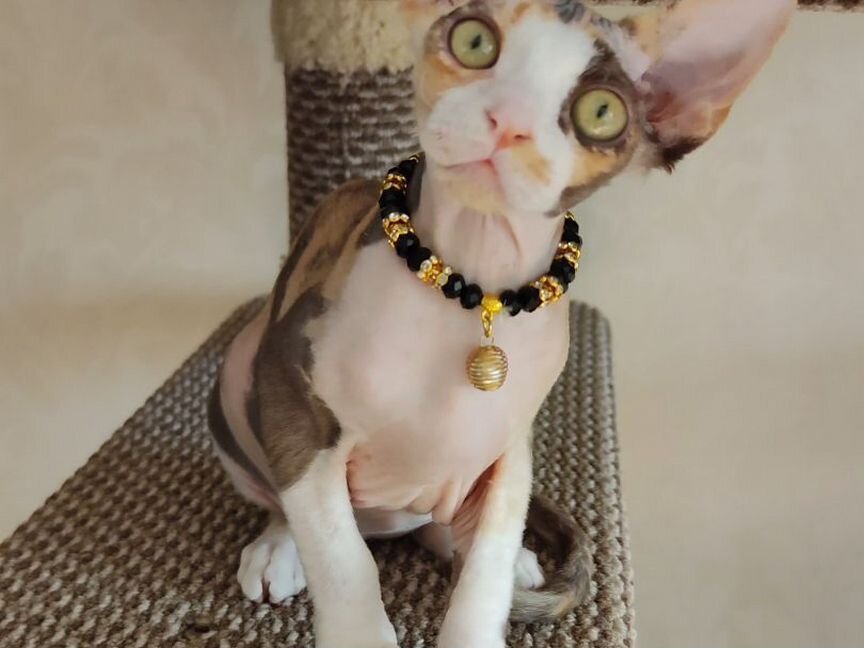 Девочки Девон рекс