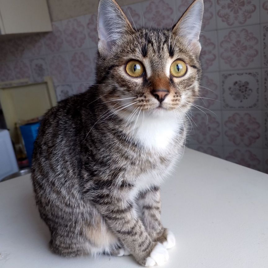 Котёнок в добрые руки