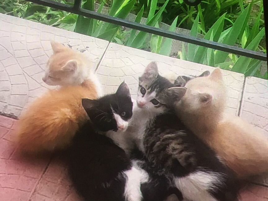 Котята из-под рабочих кошек