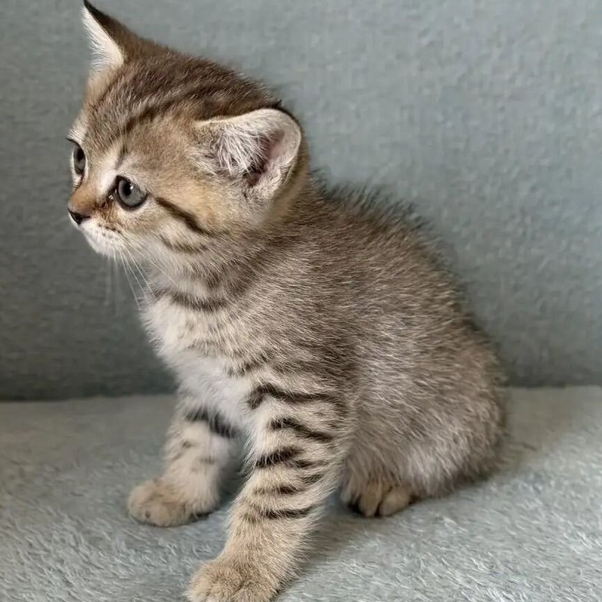 Британский короткошёрстный котёнок