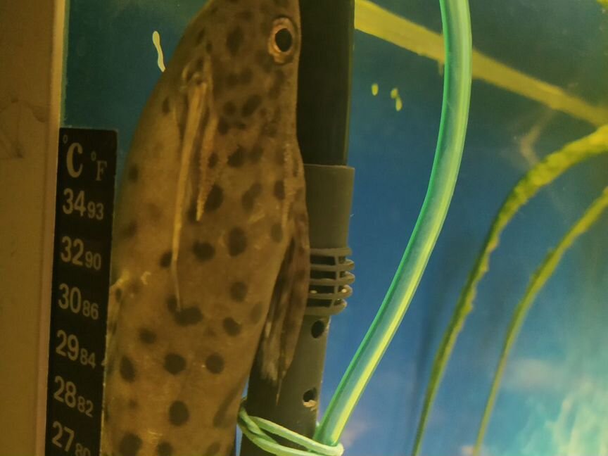 Сомики синадонтисы