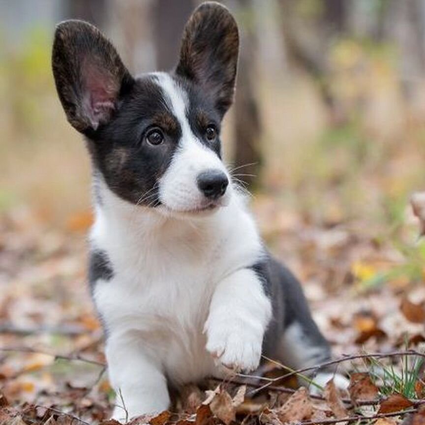 Вельш Корги Кардиган, щенок