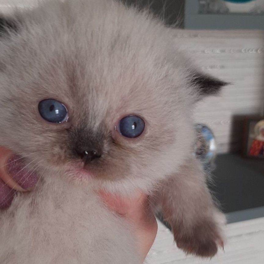 Гималайские котята