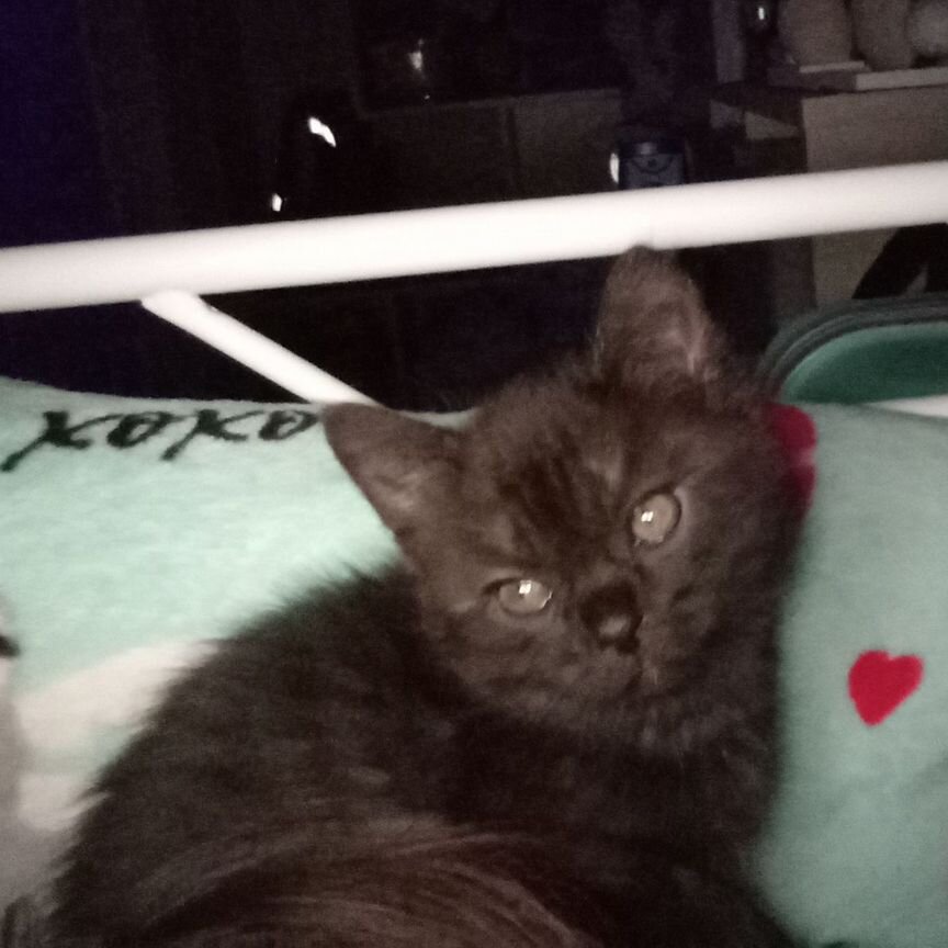 Отдаю котенка шотландского