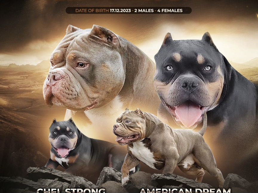 Щенки Американский Булли