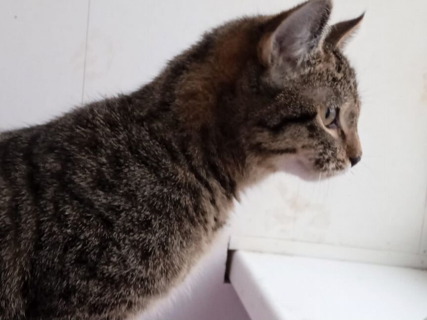 Котик мышелов бесплатно