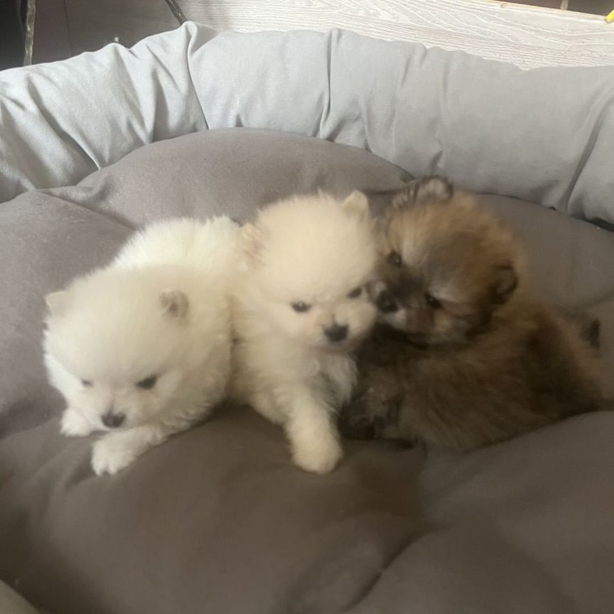 Щенки шпица