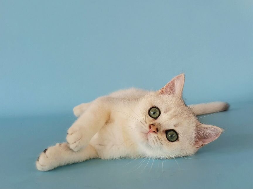 Маленький босс