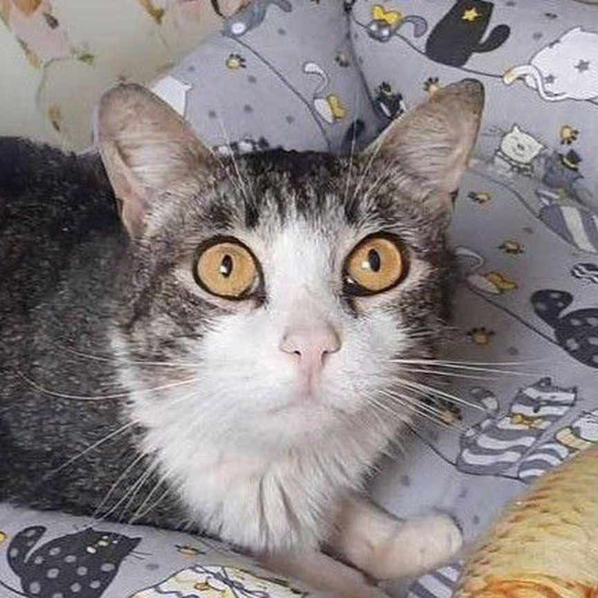 Взрослая, Девочка кошка в добрые руки