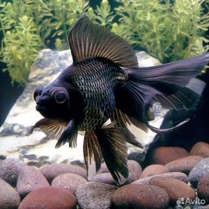 Вуалехвост, телескоп. Аквариумные рыбки