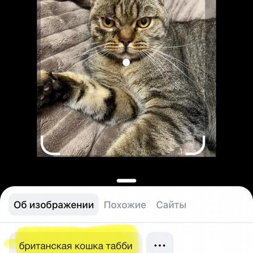 Котик Британец табби