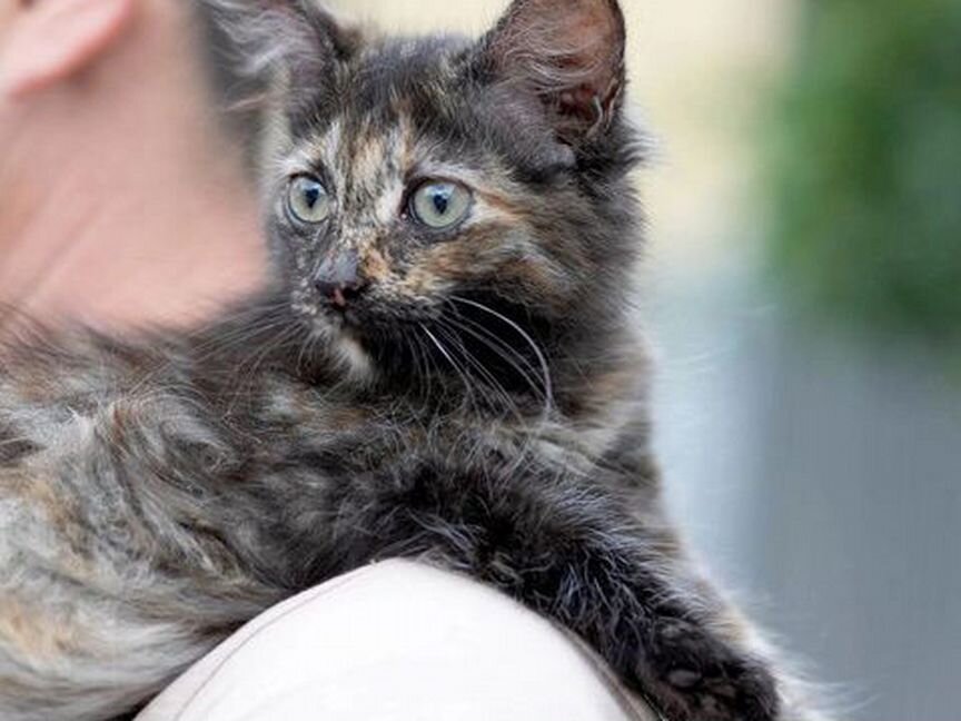 Котенок в добрые руки