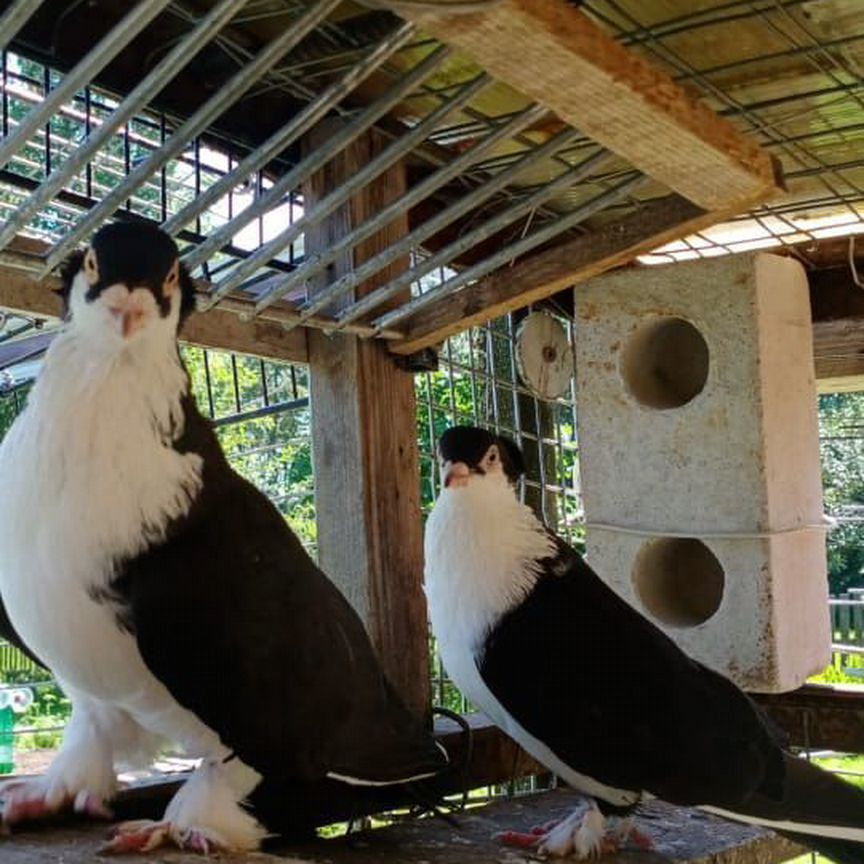 Пара голубей