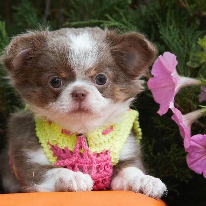 Лиловый красавец чихуа