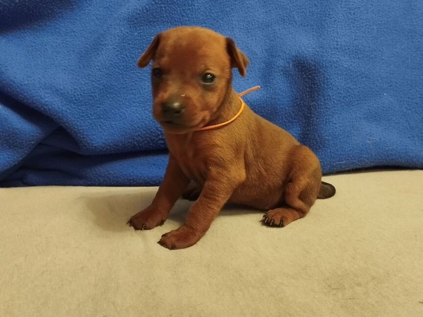 Щенки цвергпинчера мальчики