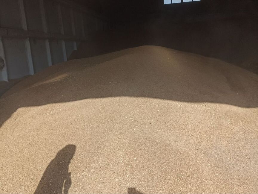 Зерно пшеница ячмень