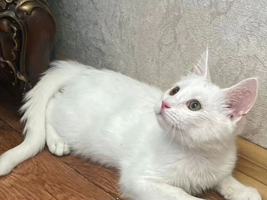 Белый котёнок девочка