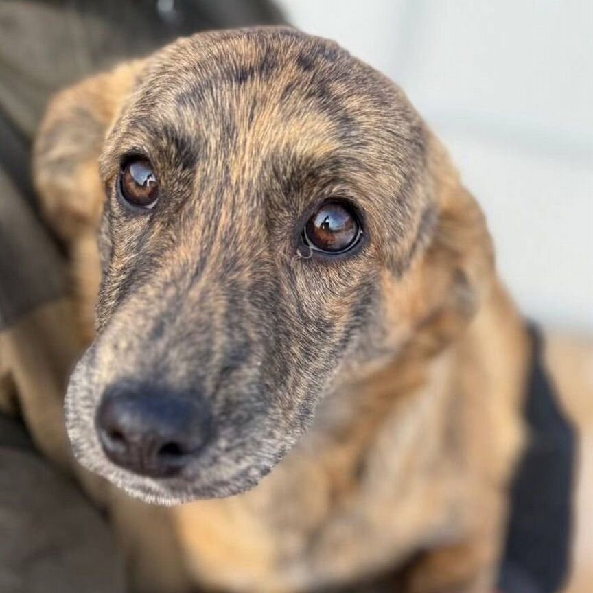 Щенок в добрые руки бесплатно