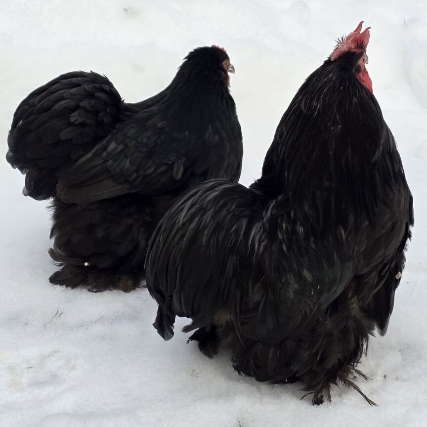 Пара чёрных карликовых кохин-хинов