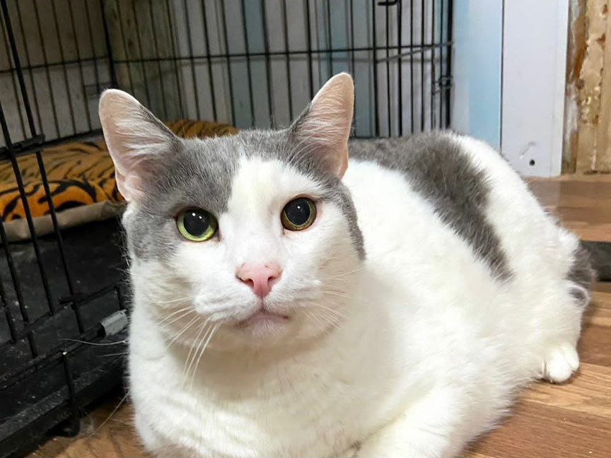 Огромный котище в добрые руки