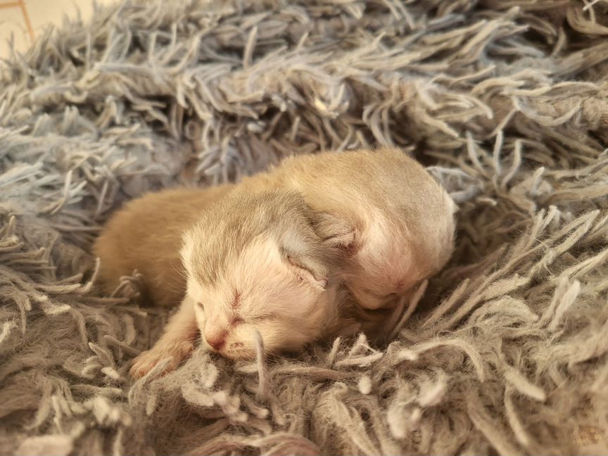 Шотландские котята