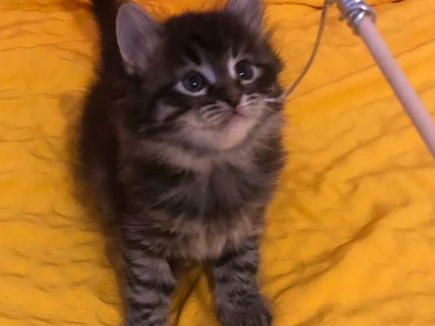 Сибирские котята