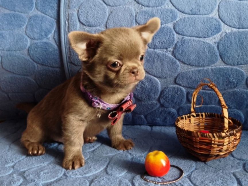 Детки чишки