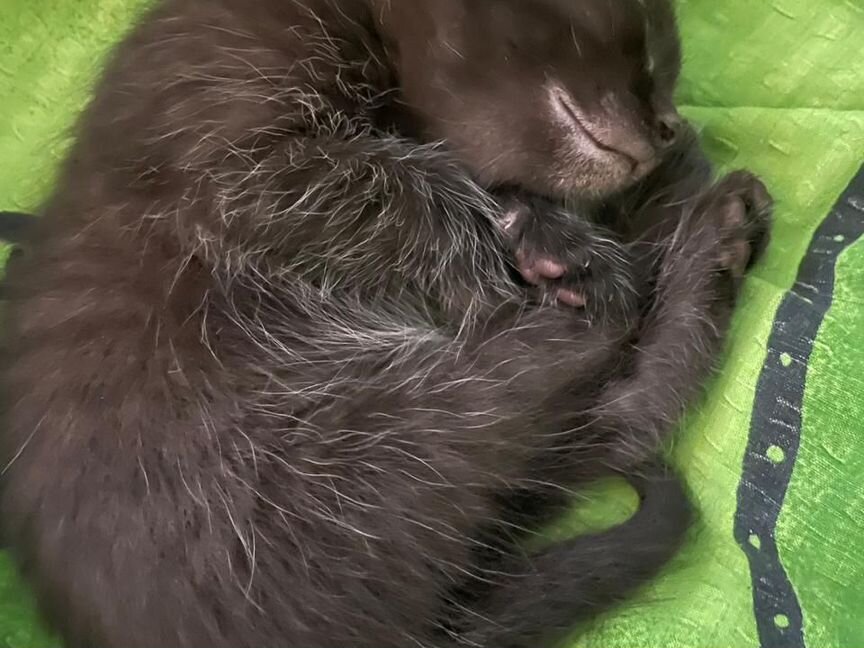 Котёнок медвежонок