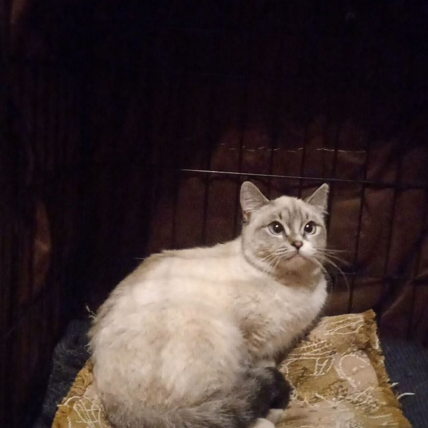 Кошки в добрые руки бесплатно