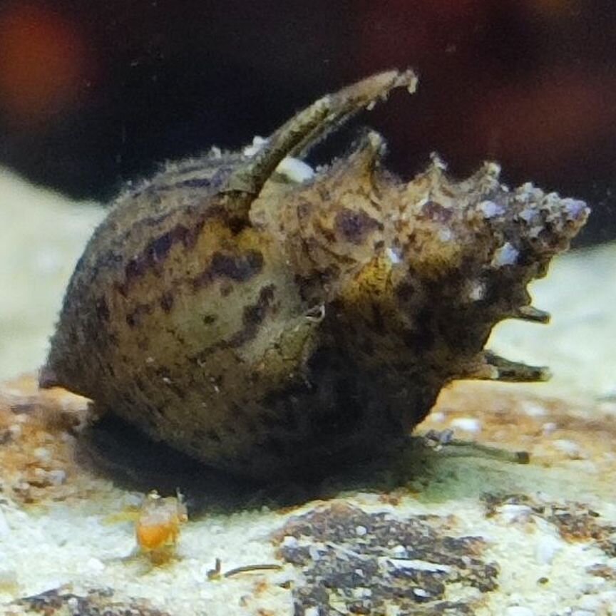 Улитка неретина пагода, рыбки и растения магазин