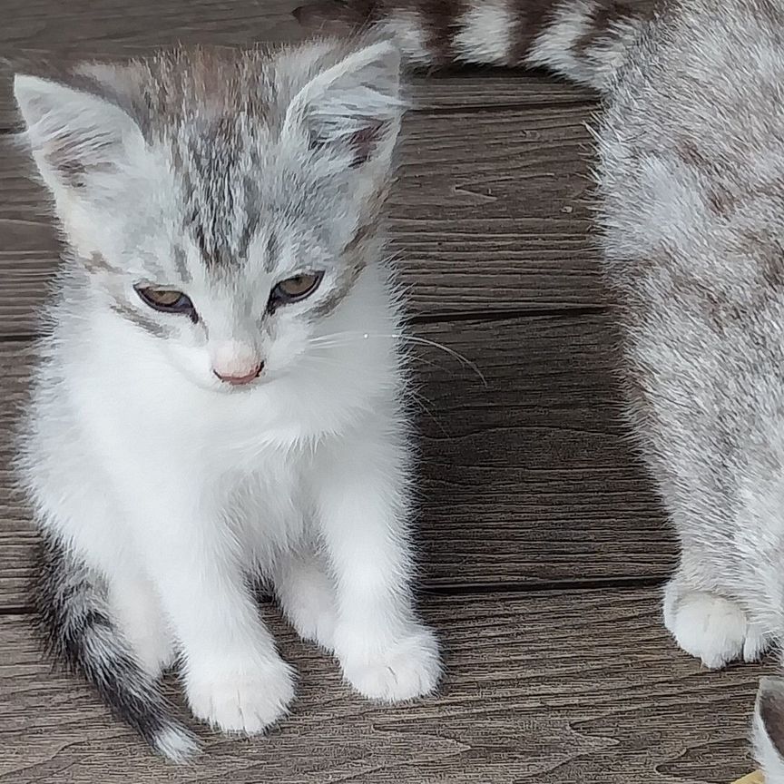 Котёнок бесплатно
