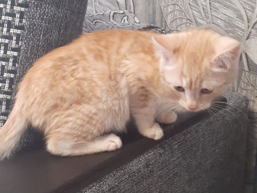 Котёнок Дана