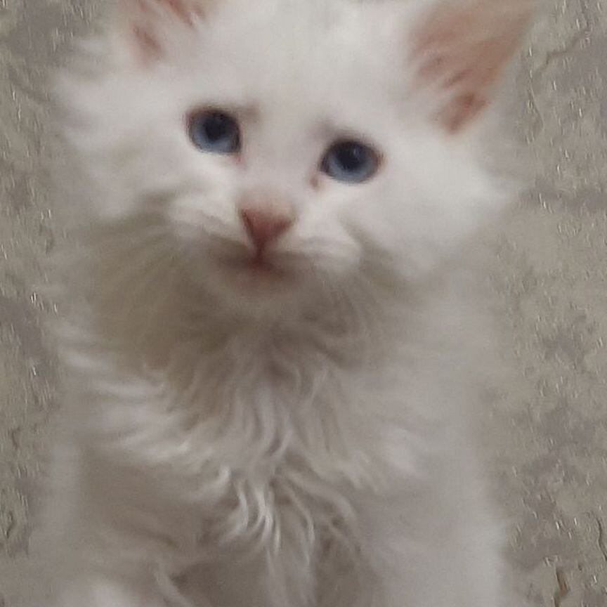 Котята мейн-кун