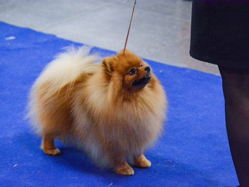 Кобель для вязки немецкий шпиц малый