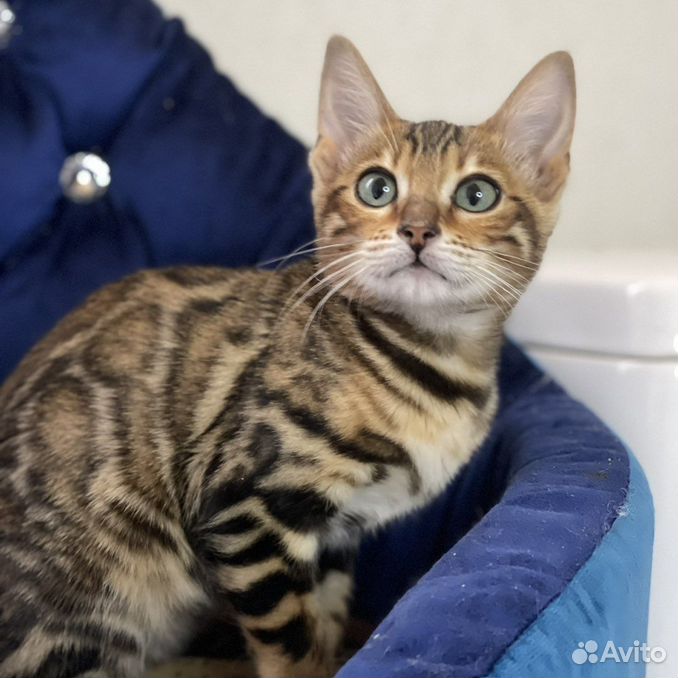 Бенгальская кошечка 3месяца