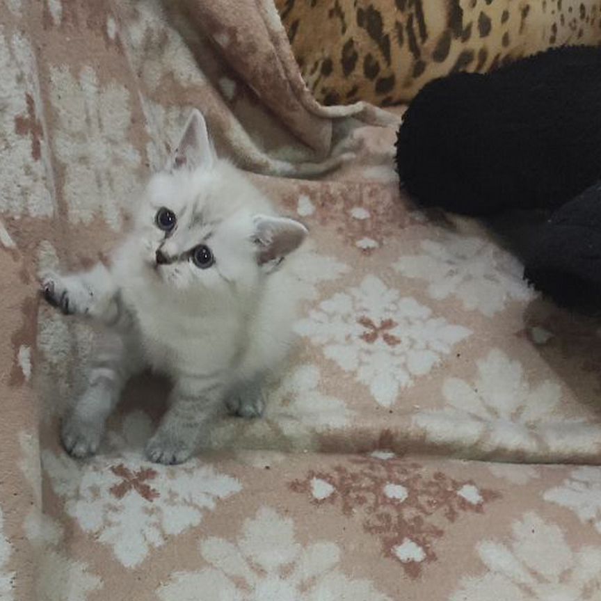 Британский короткошёрстный котёнок