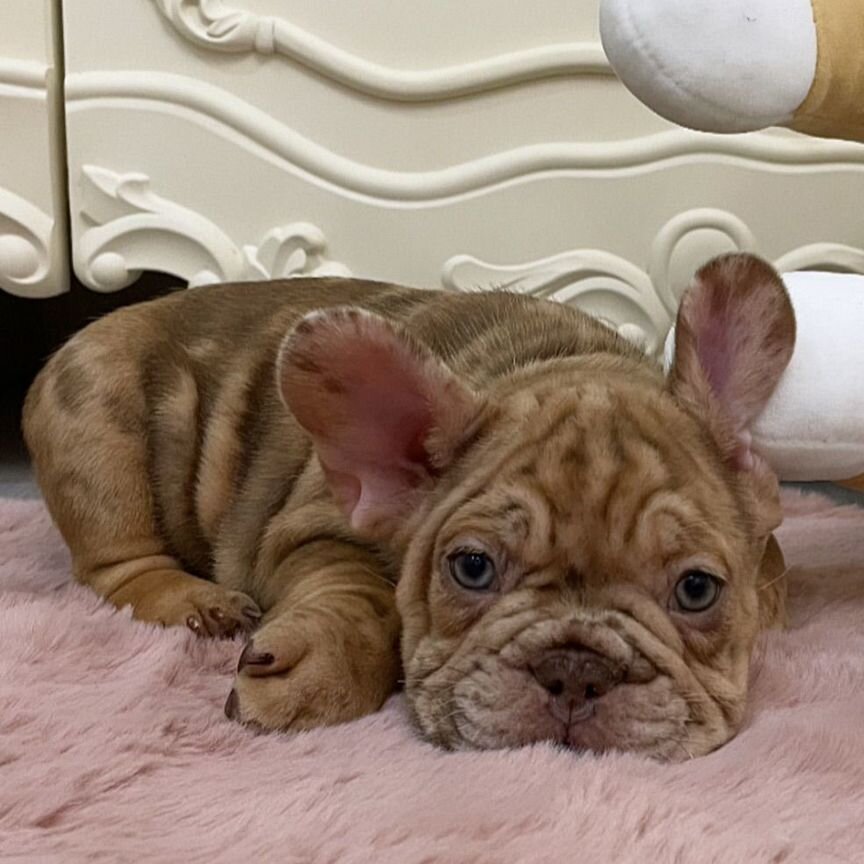 Французский бульдог мальчик Лео