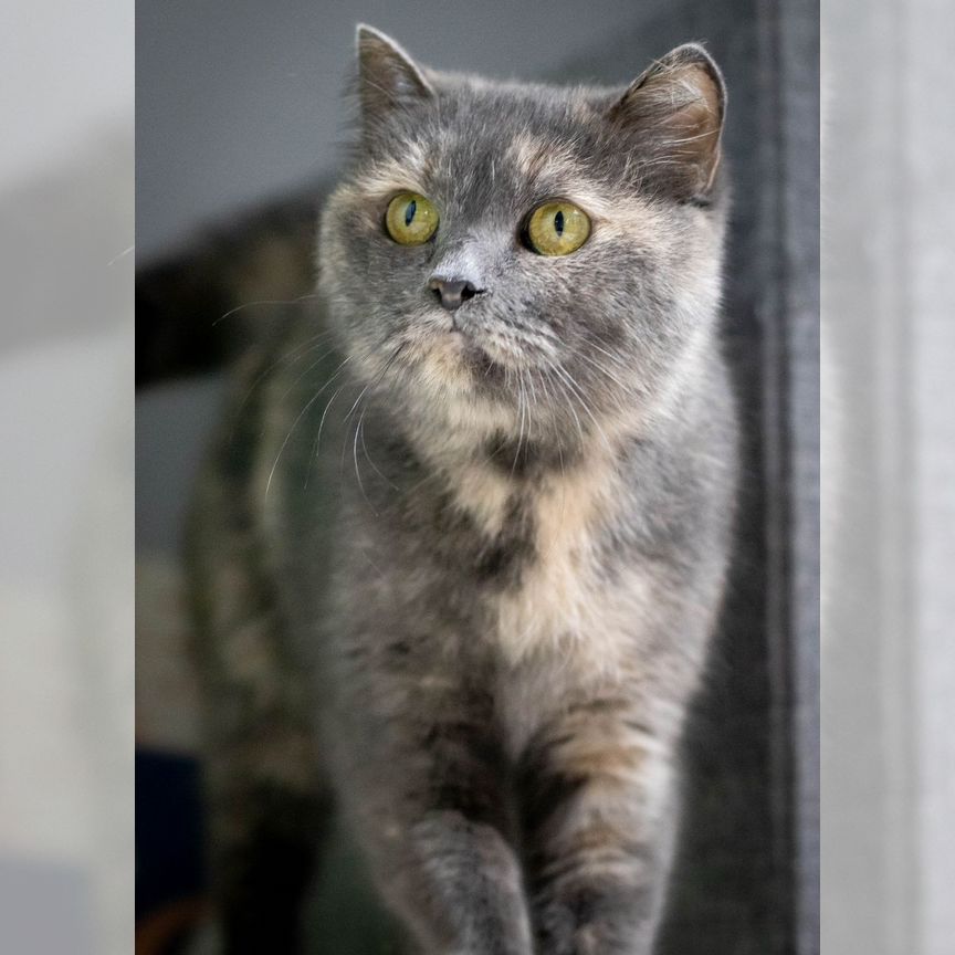 Взрослая, кошка в добрые руки