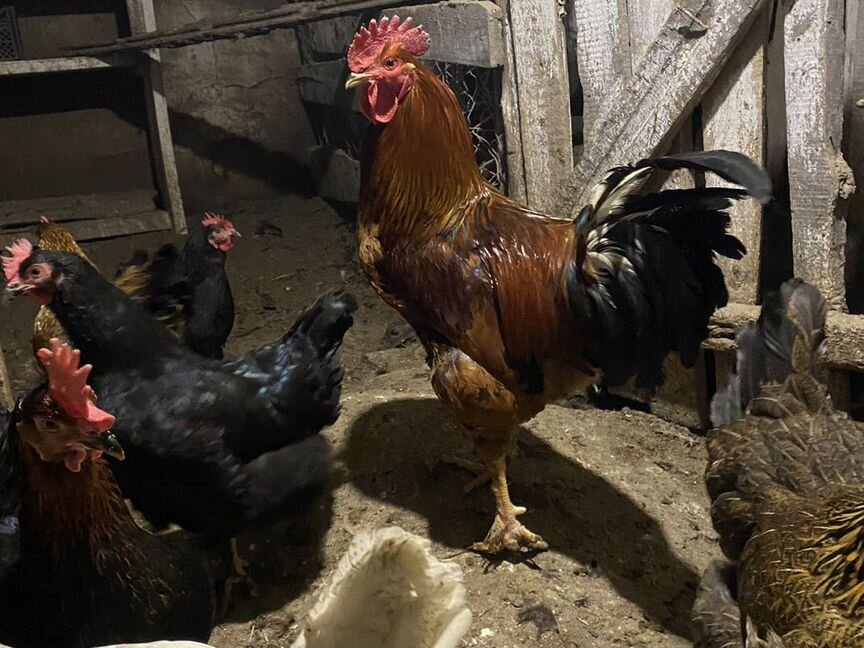 Петух кучинский