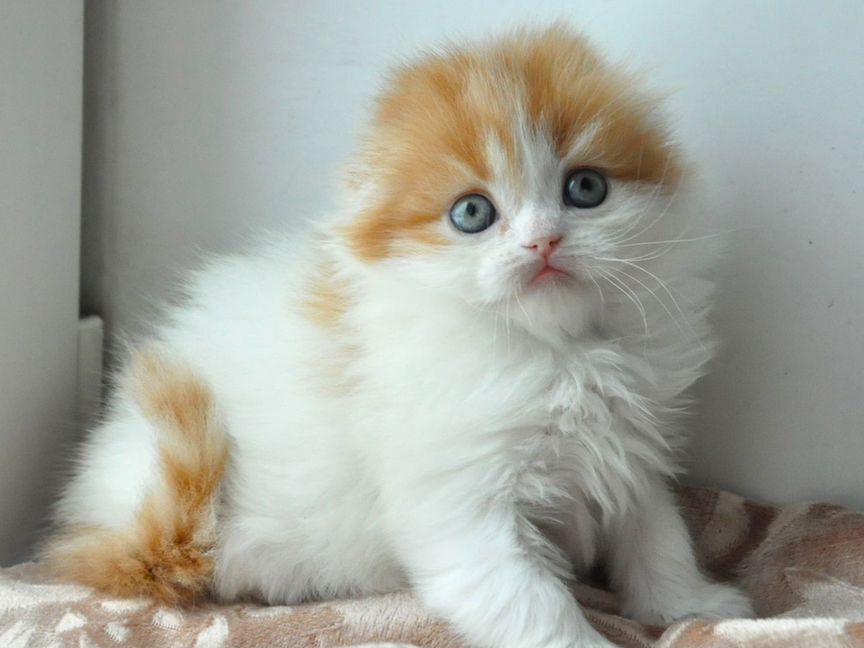 Мальчик хайленд фолд