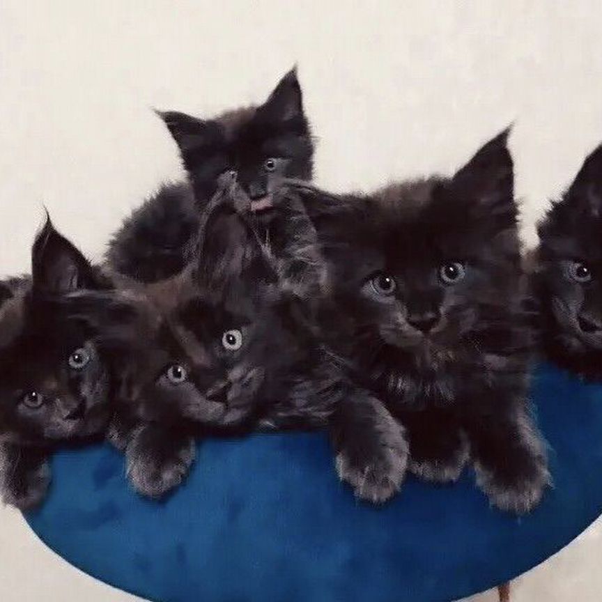 Котята