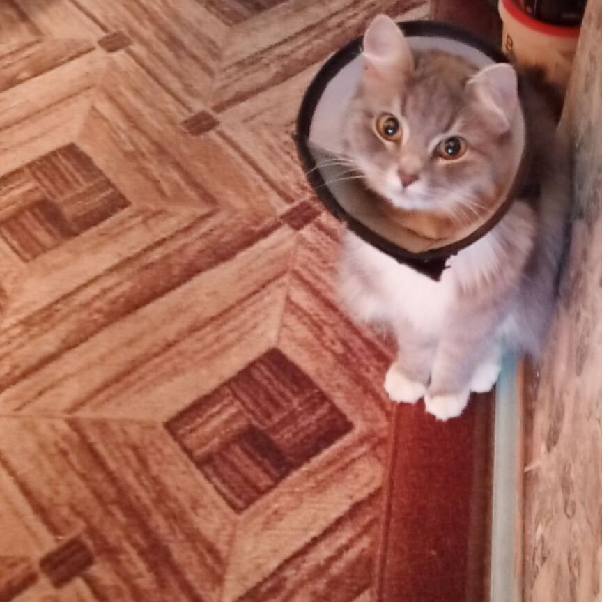 Домашние животные кошки