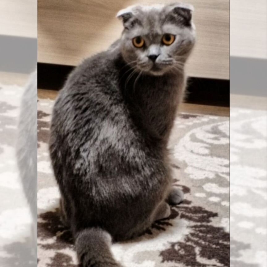 Шотландская вислоухая короткошёрстная, взрослая кошка