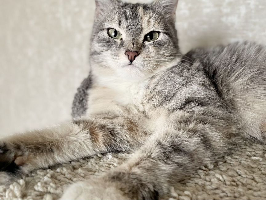 Суперласковая кошка