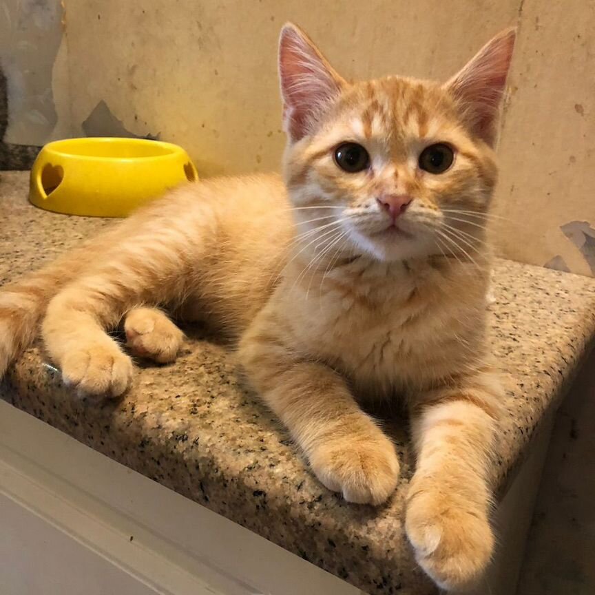 Рыжая малышка