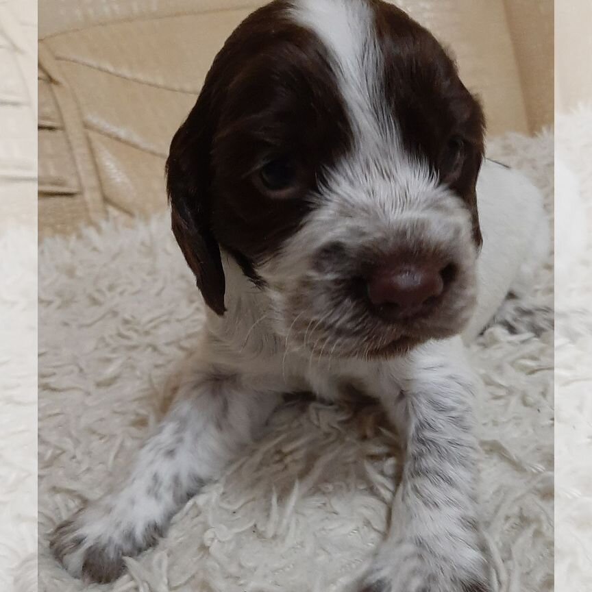 Русский охотничий спаниель, щенок