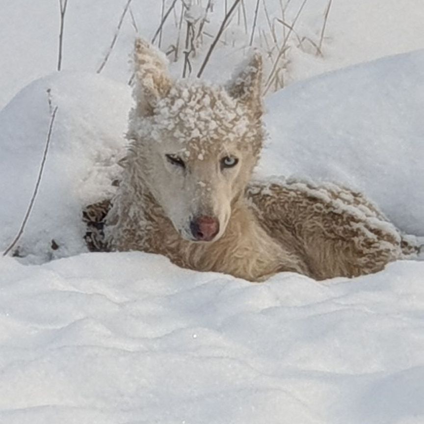 Хаски белый