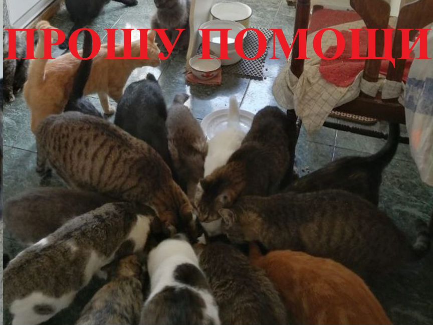 Котейки просят помощи